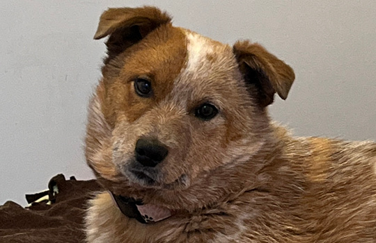 Animals For Adoption - Pembina Valley Humane Society