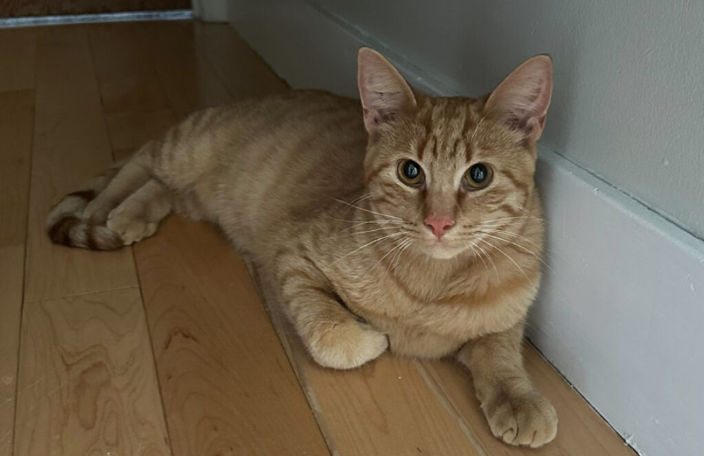 Home - Pembina Valley Humane Society