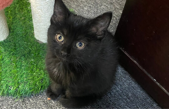 Home - Pembina Valley Humane Society