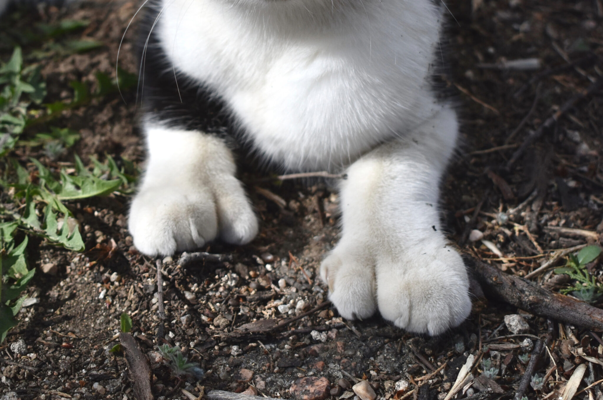 All About Polydactyl Cats - Pembina Valley Humane Society