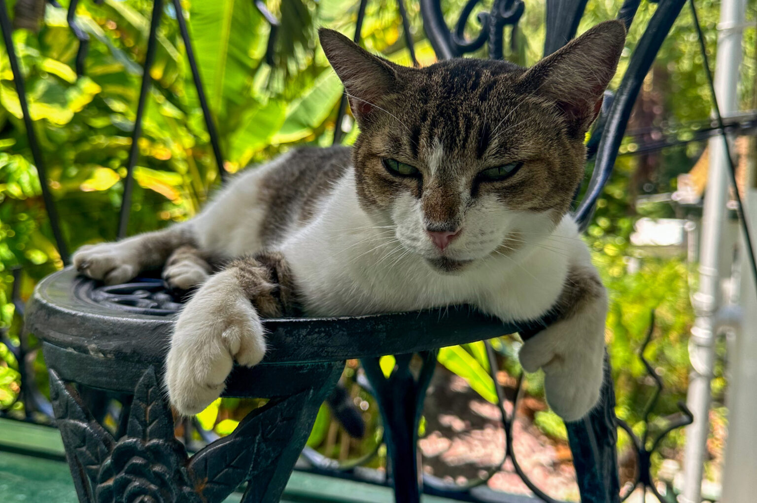 All About Polydactyl Cats - Pembina Valley Humane Society