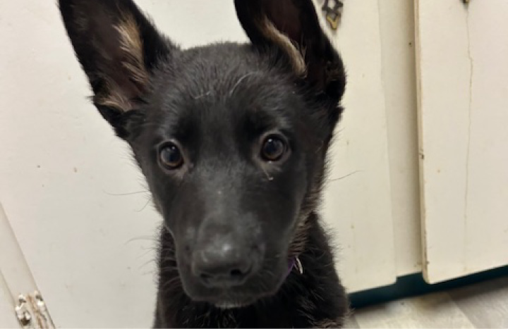 Dogs for Adoption - Pembina Valley Humane Society - Manitoba