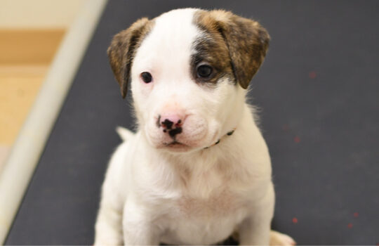 Dogs for Adoption - Pembina Valley Humane Society - Manitoba