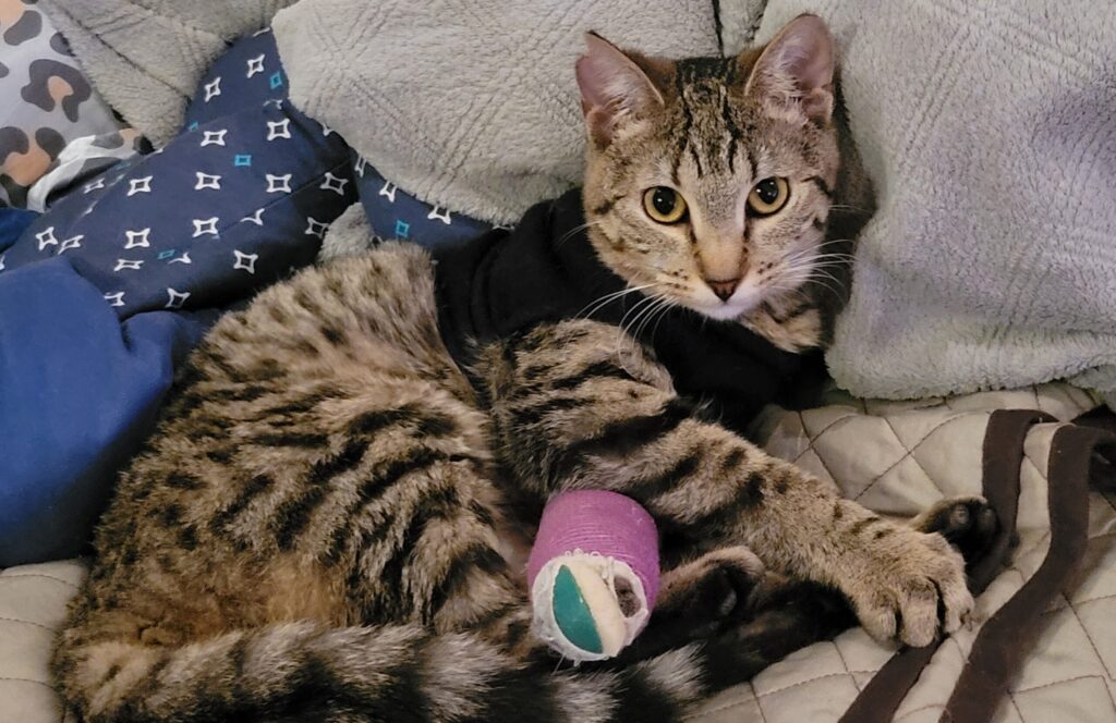 Home - Pembina Valley Humane Society