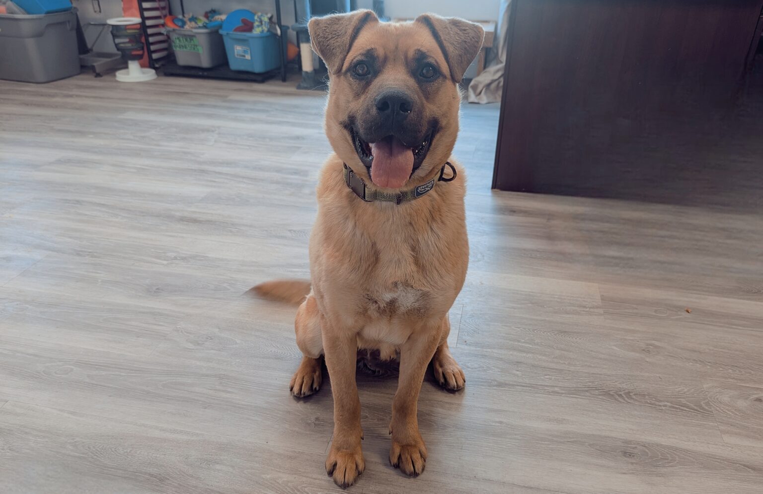 Dogs for Adoption - Pembina Valley Humane Society - Manitoba