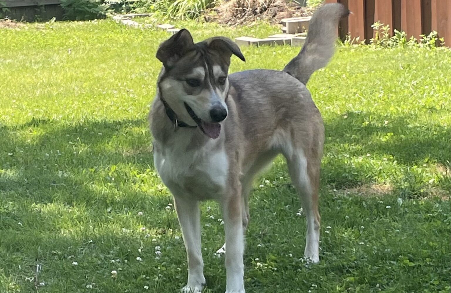 Dogs for Adoption - Pembina Valley Humane Society - Manitoba