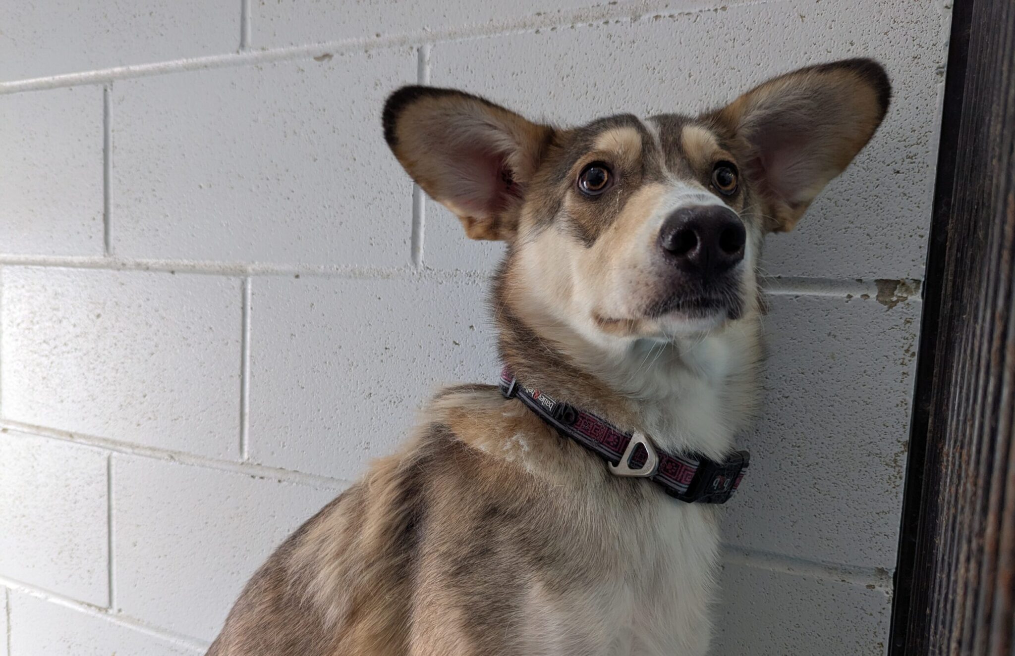 Dogs for Adoption - Pembina Valley Humane Society - Manitoba