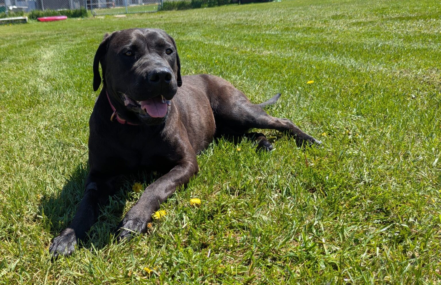 Dogs for Adoption - Pembina Valley Humane Society - Manitoba