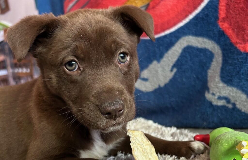 Dogs for Adoption - Pembina Valley Humane Society - Manitoba