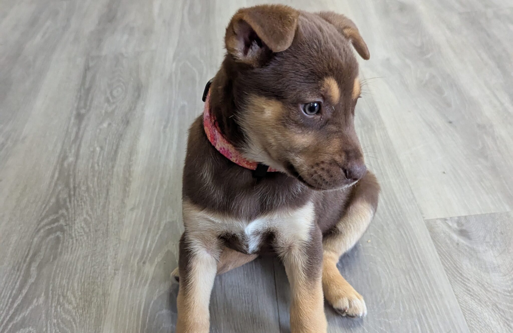 Dogs for Adoption - Pembina Valley Humane Society - Manitoba