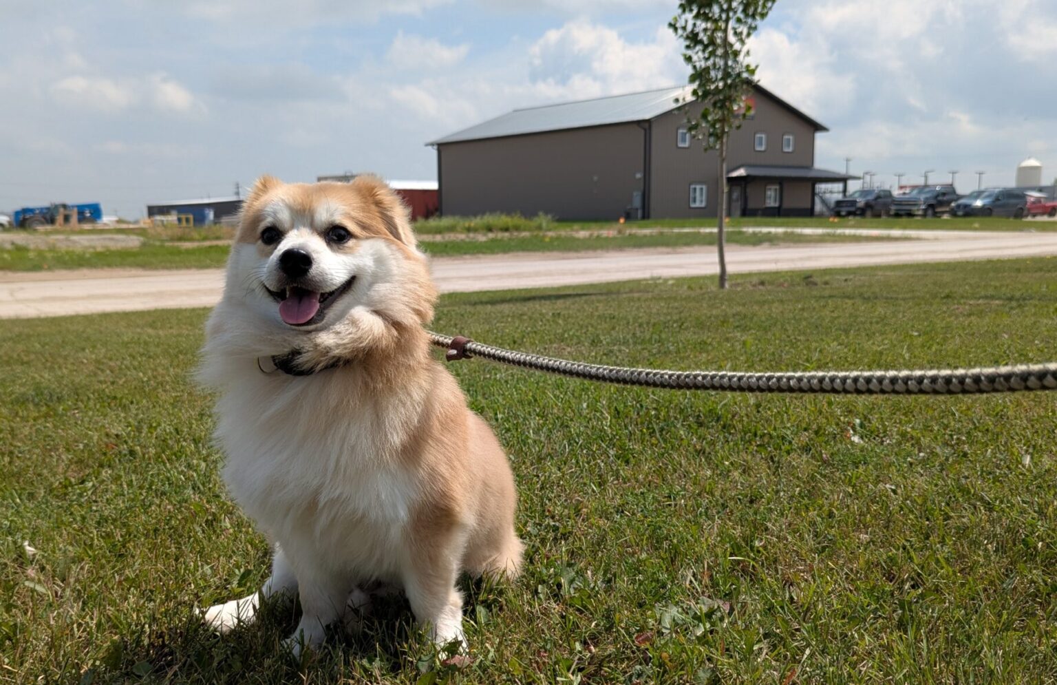Dogs for Adoption - Pembina Valley Humane Society - Manitoba