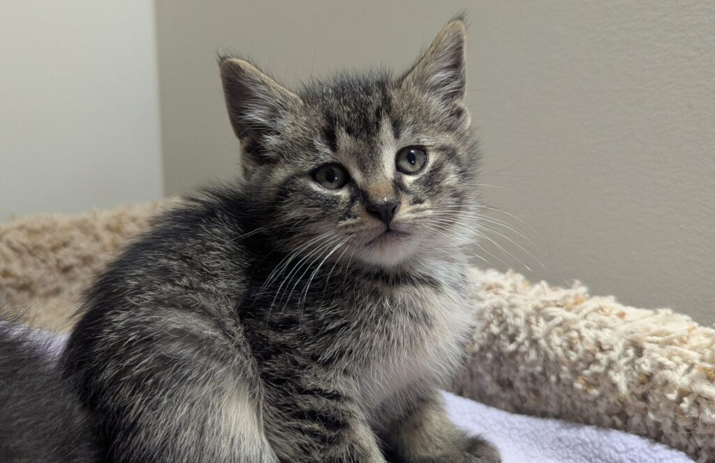 Cats for Adoption - Animal Shelter - Manitoba