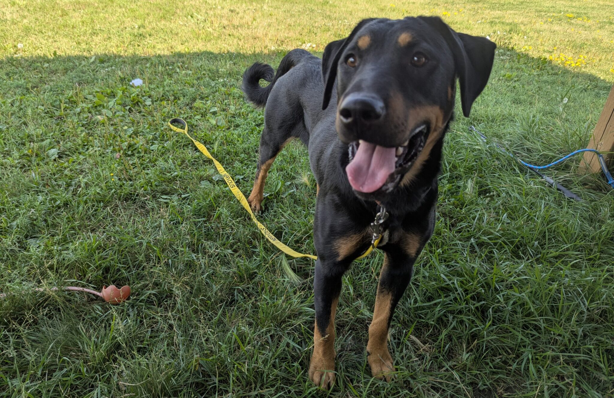 Dogs for Adoption - Pembina Valley Humane Society - Manitoba