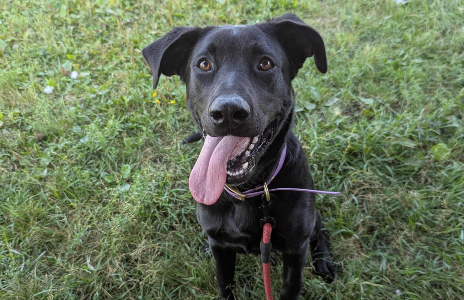 Dogs for Adoption - Pembina Valley Humane Society - Manitoba