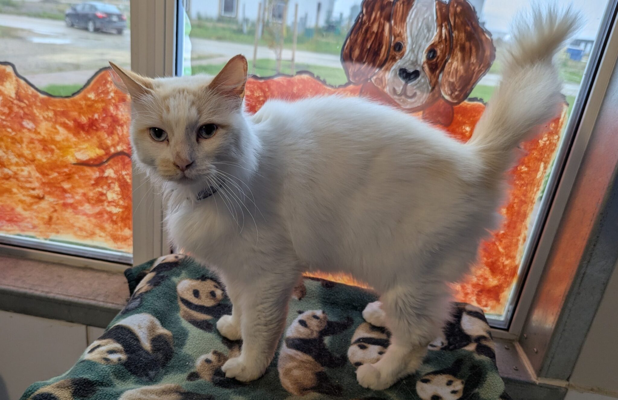 Home - Pembina Valley Humane Society