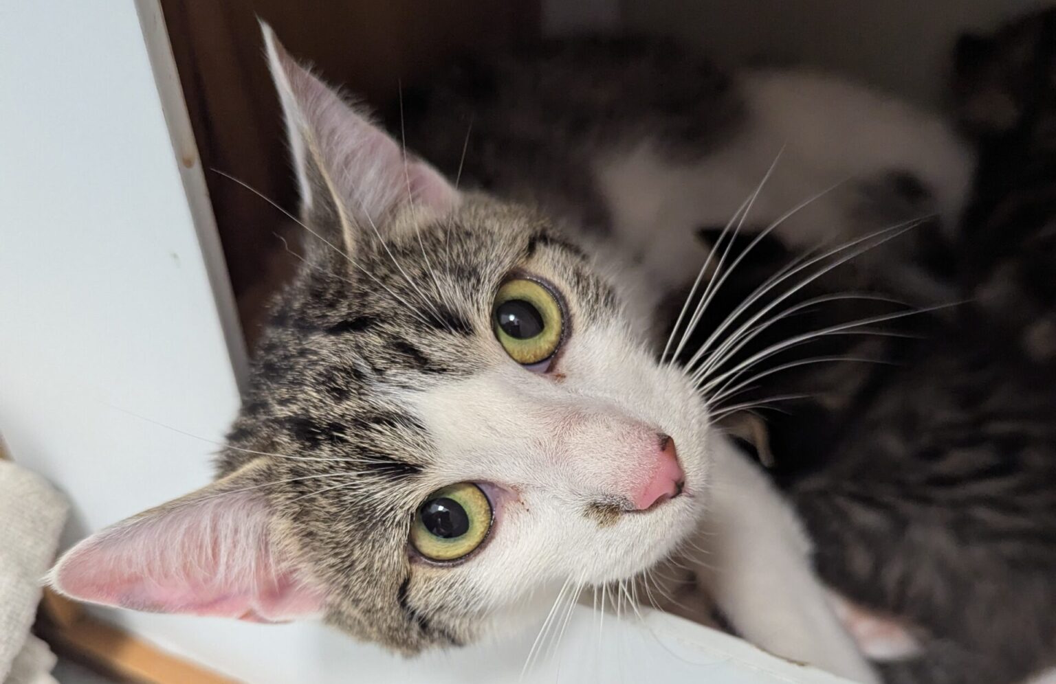 Animals For Adoption - Pembina Valley Humane Society