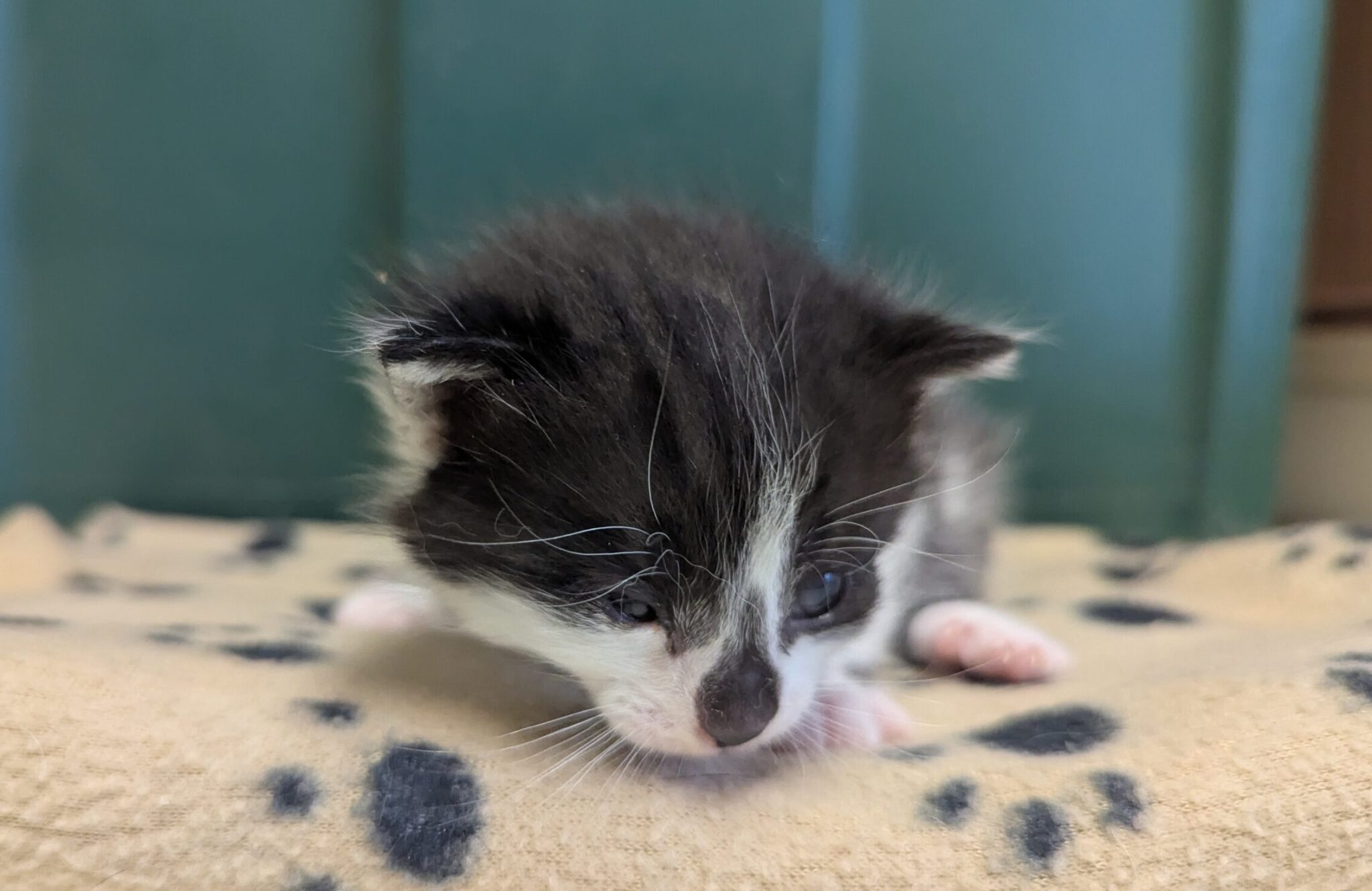 Animals For Adoption - Pembina Valley Humane Society