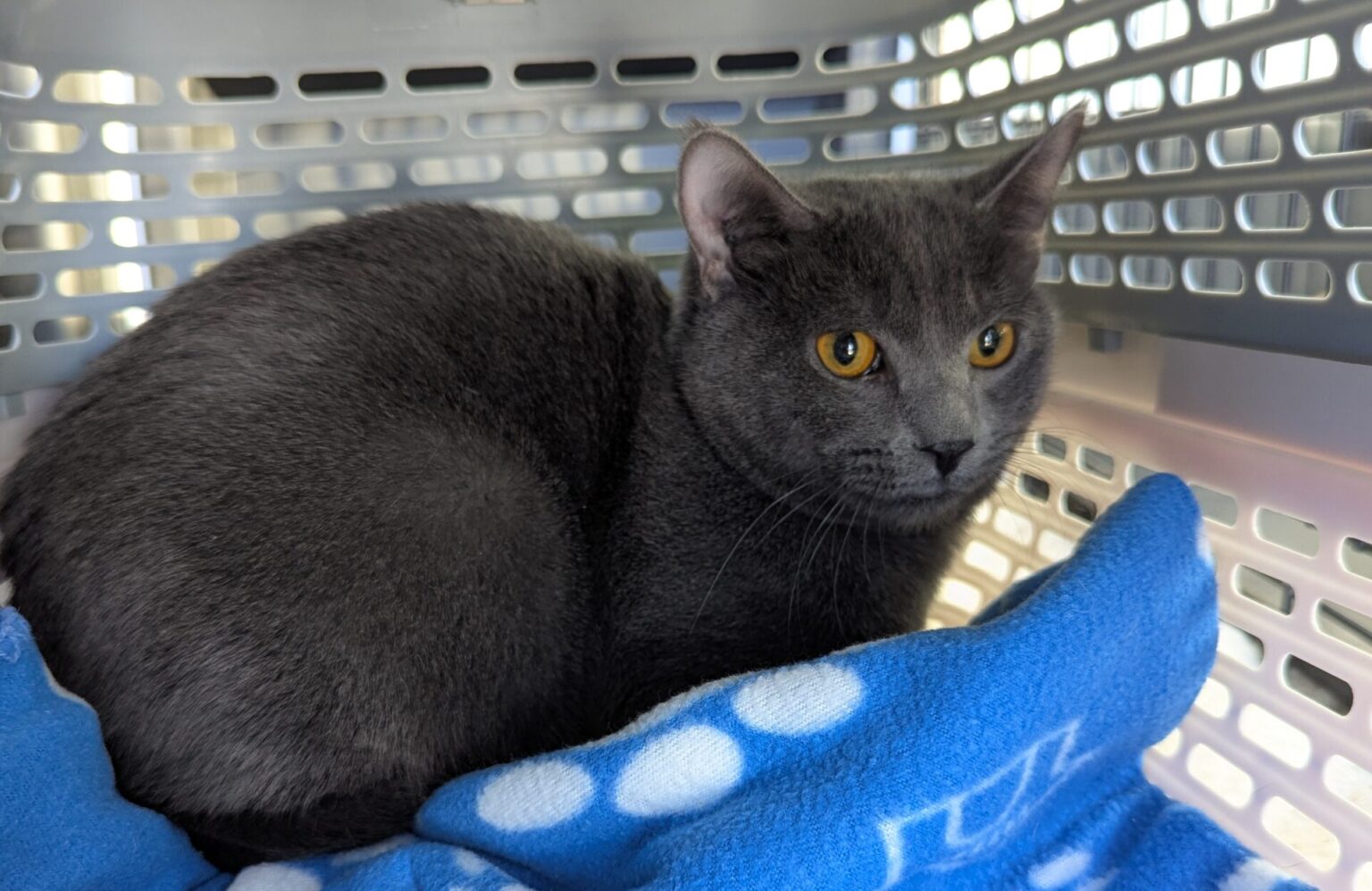 Cats for Adoption - Pembina Valley Humane Society - Manitoba