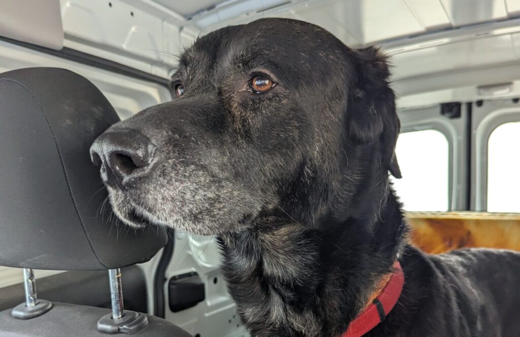 Dogs for Adoption - Pembina Valley Humane Society - Manitoba